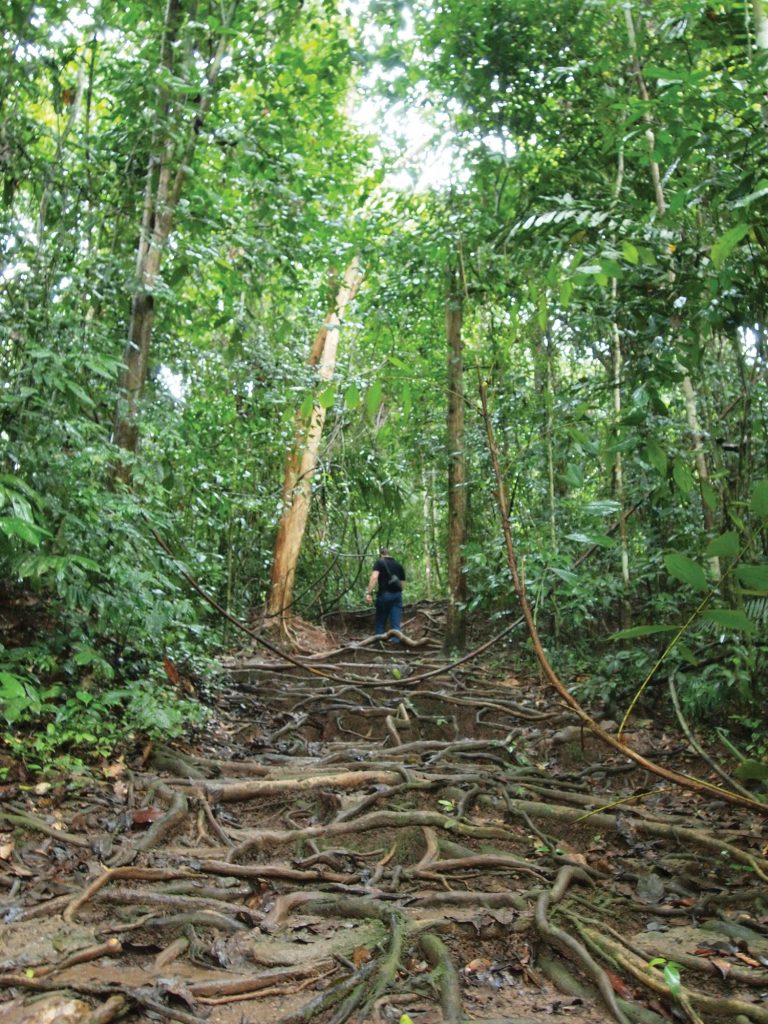 Exploring Eye: The Batek tribe of Malaysia and their architecture ...