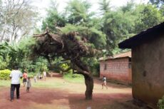 Merlin Fulcher, Author at Architectural Review