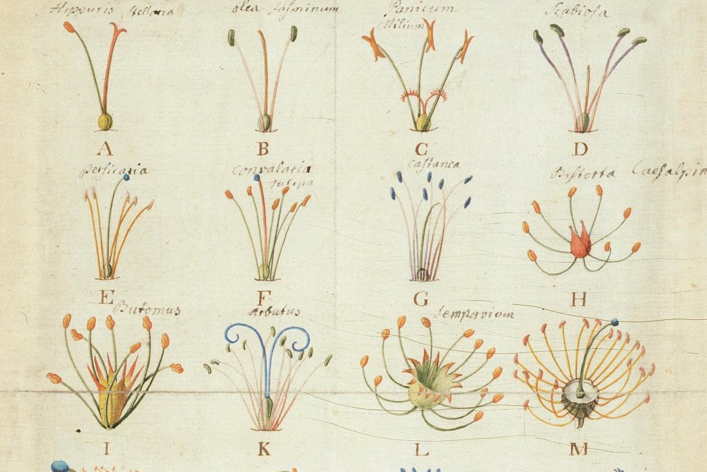 The coloniality of planting: legacies of racism and slavery in the ...