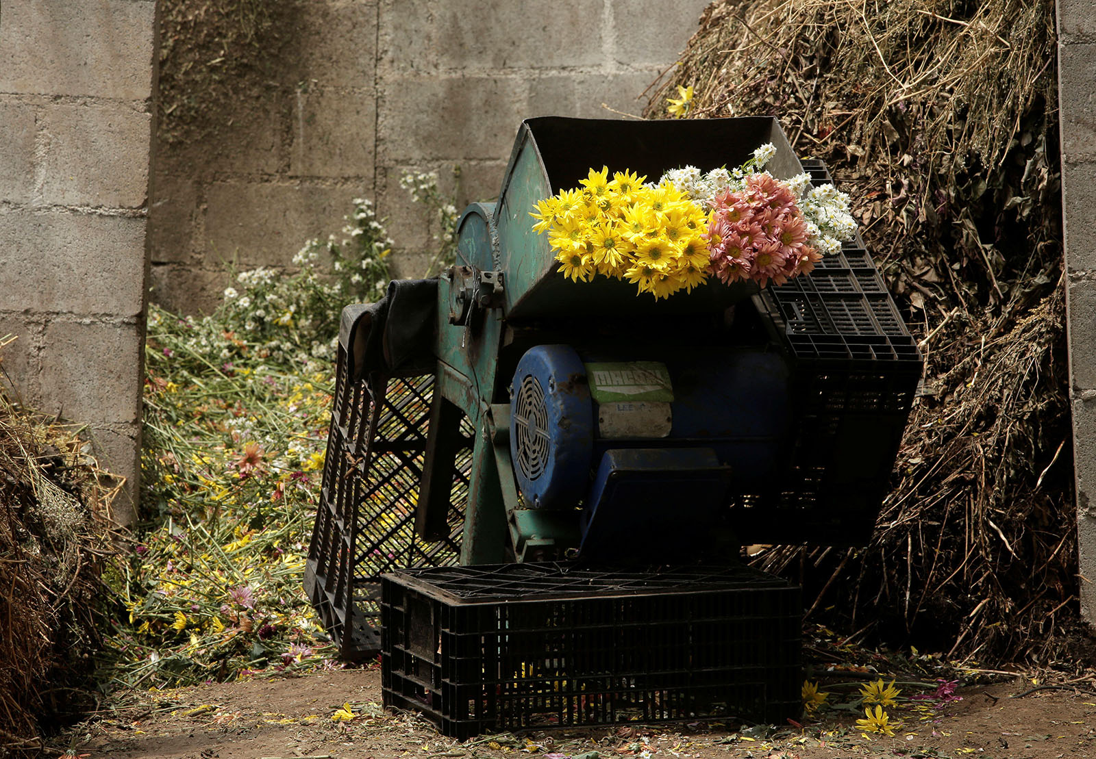 War of the roses: the exploitation of the flower industry ...