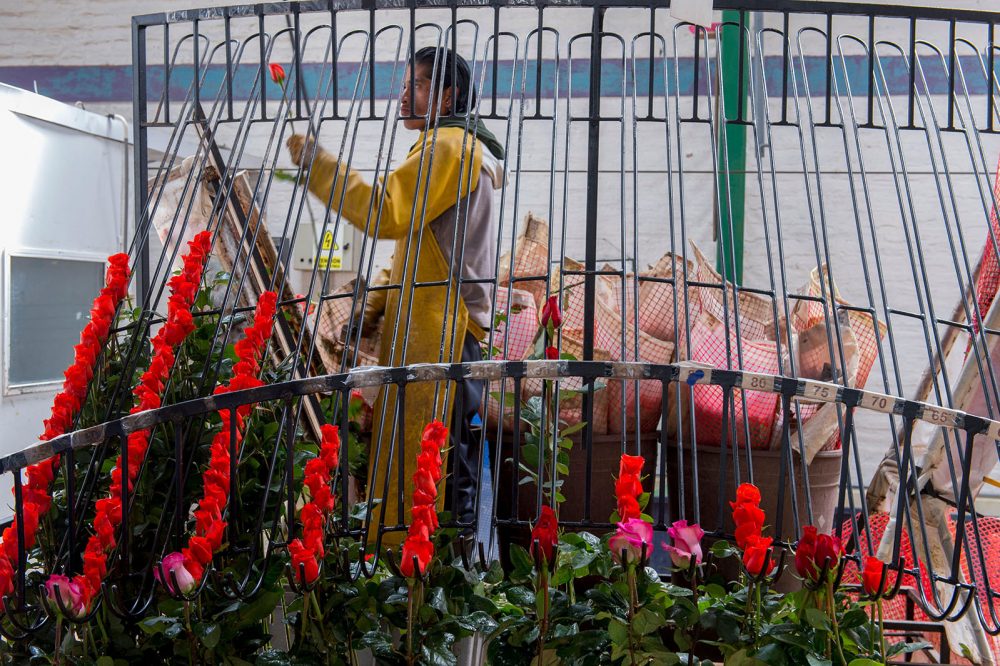 War of the roses: the exploitation of the flower industry ...