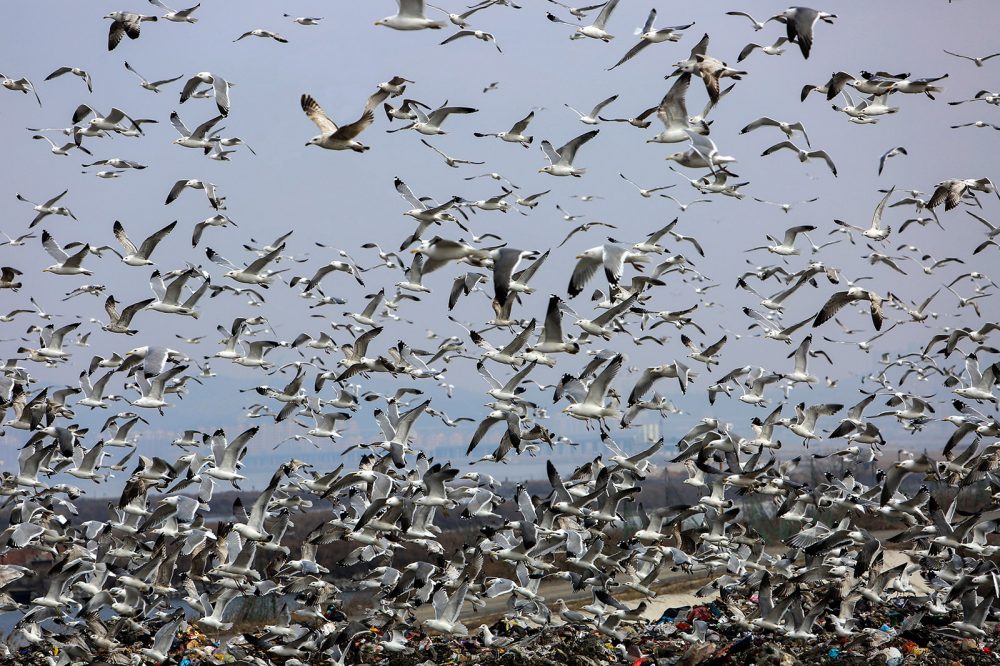 Here come the gulls: the avian geographies of the dump - Architectural ...