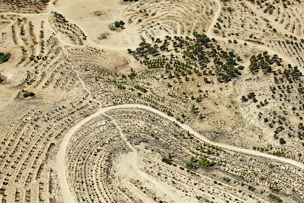 Violence of planting in Israel-Palestine - The Architectural Review