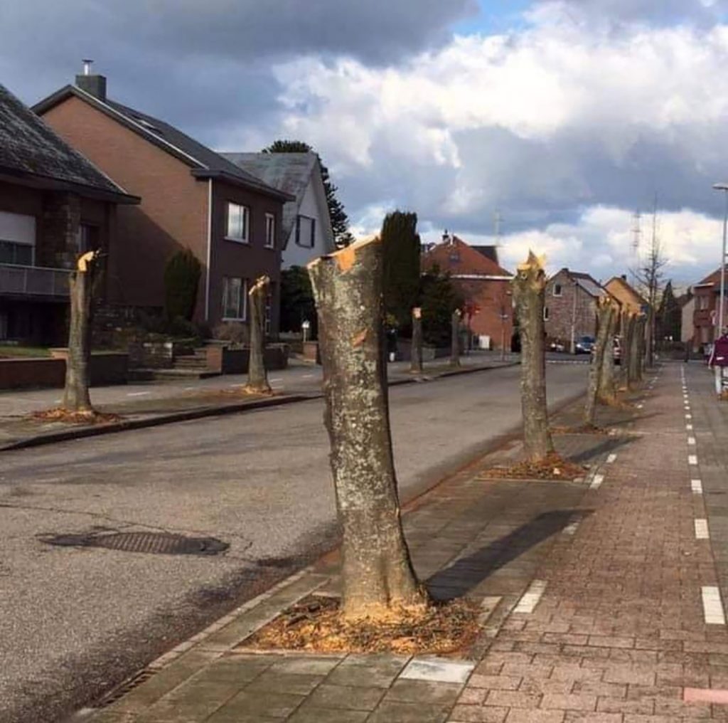 Urban lumber: timelines of street trees - The Architectural Review