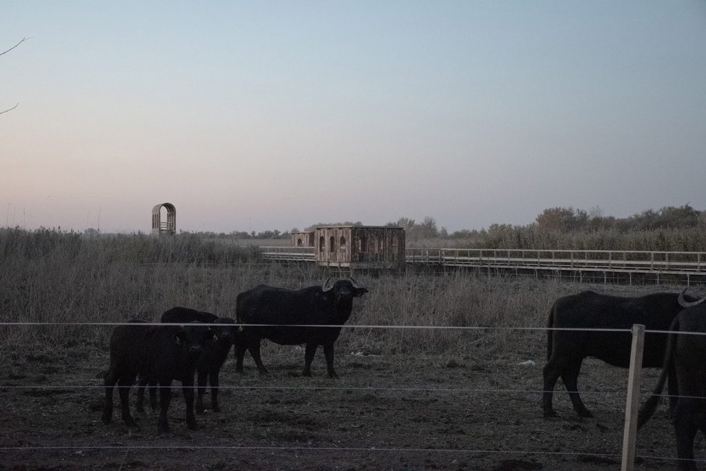 Buffalo barn and viewing pavilions in Sándorfalva, Hungary by Paradigma ...
