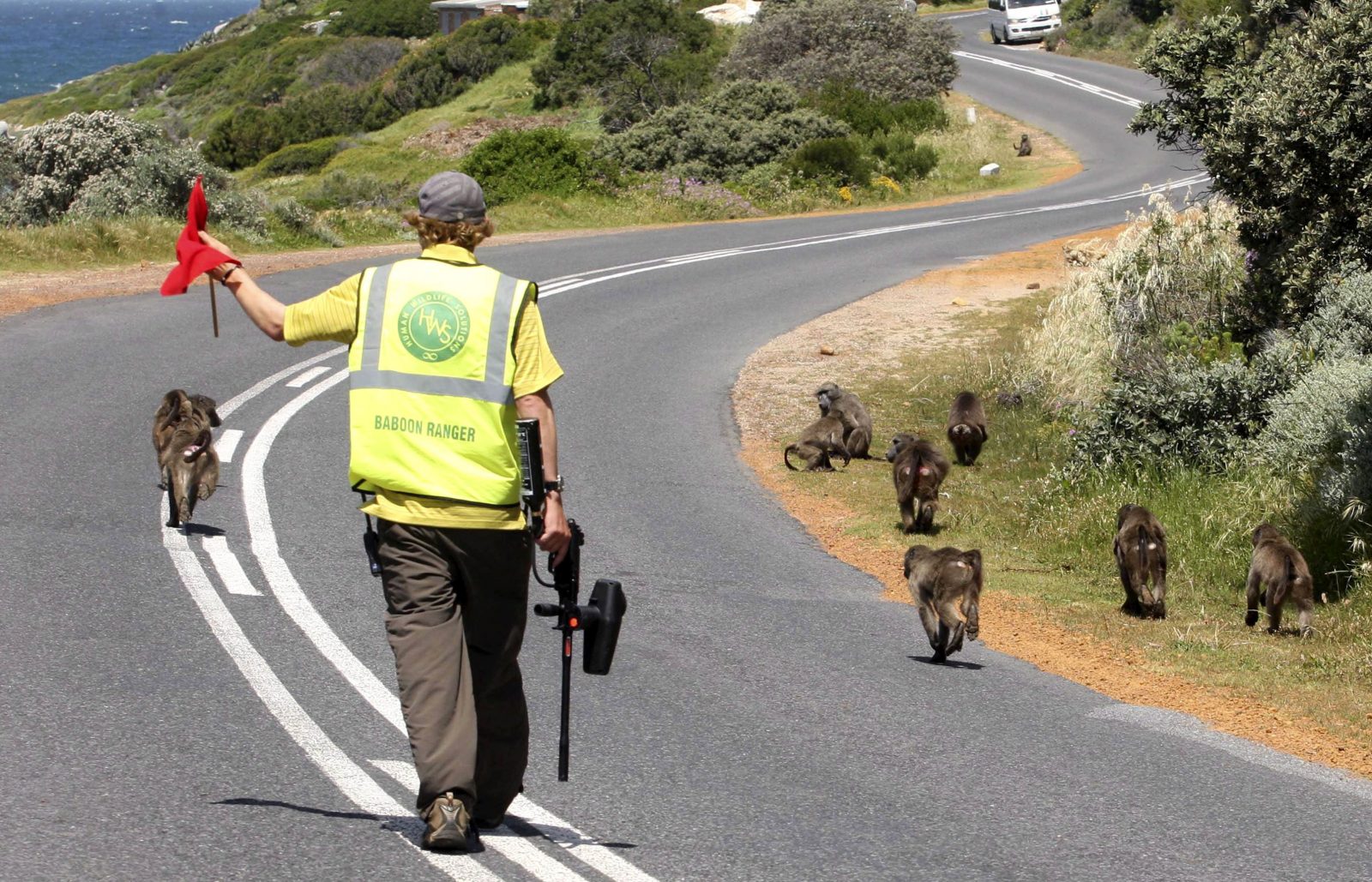 Ape town: living with baboons in Cape Town - Architectural Review