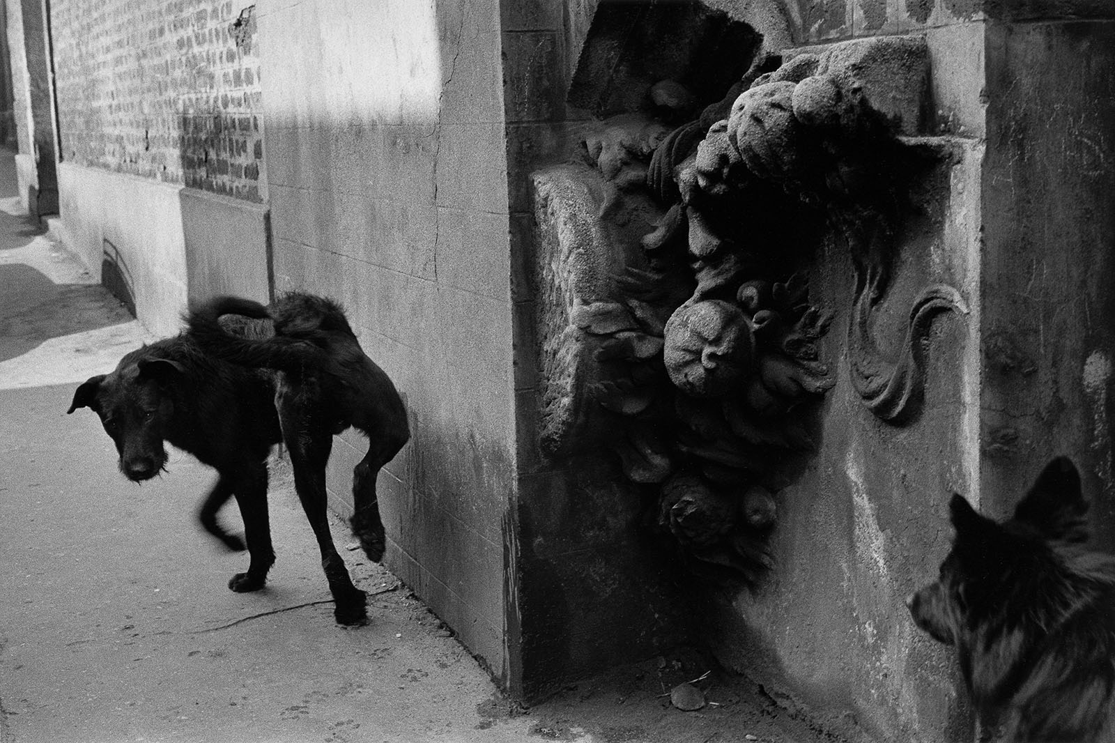 Gone to the dogs: canine city - Architectural Review