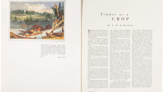 Timber as a crop - Architectural Review