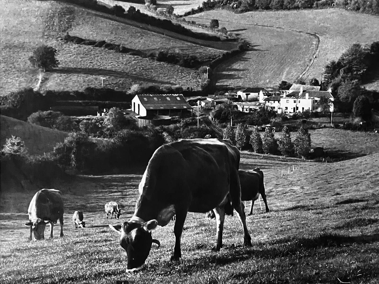 Cowshed in Devon, United Kingdom by David Kohn Architects ...