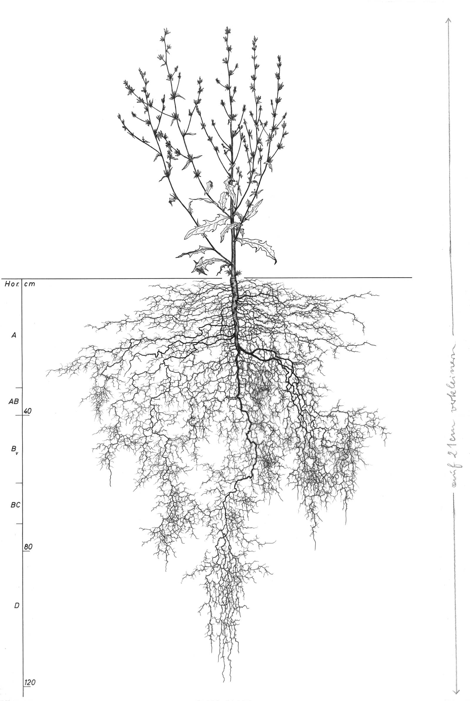 Chicory roots: demolition, displacement and resilience - Architectural ...