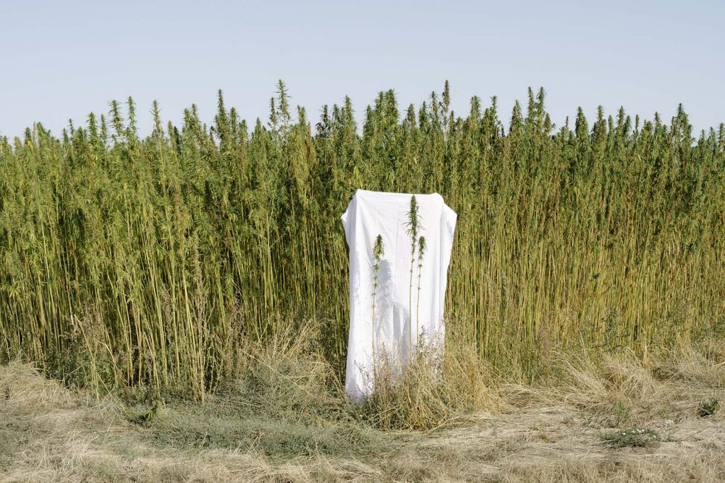 Healthy hempcrete: the benefits of bio-based insulation