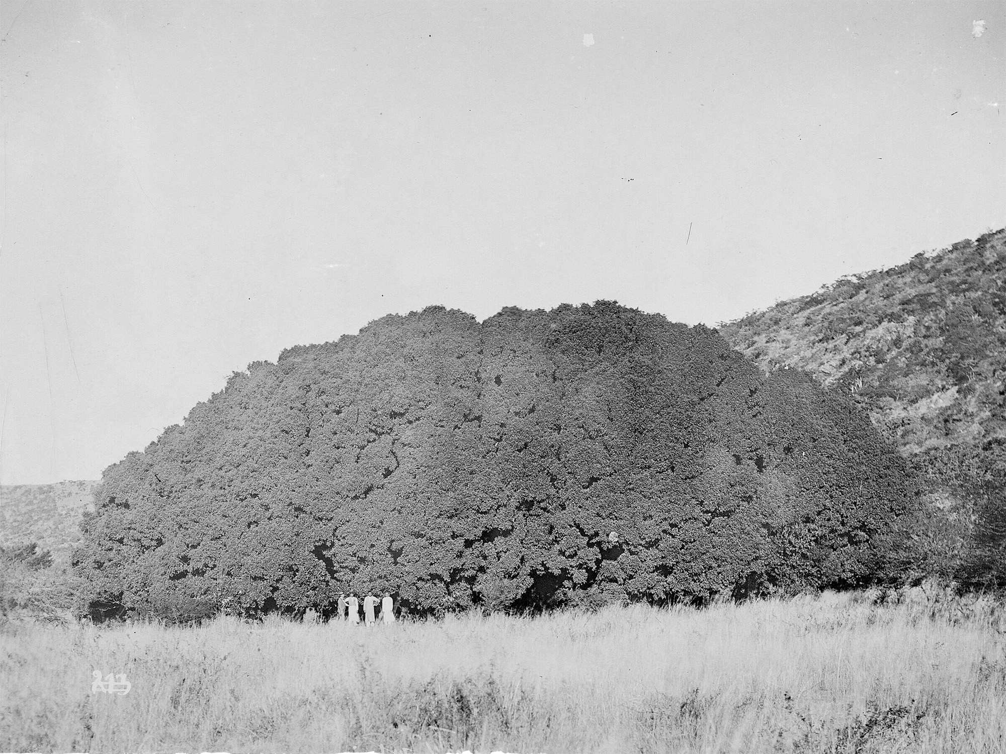 Wonder tree: a room for a thousand people