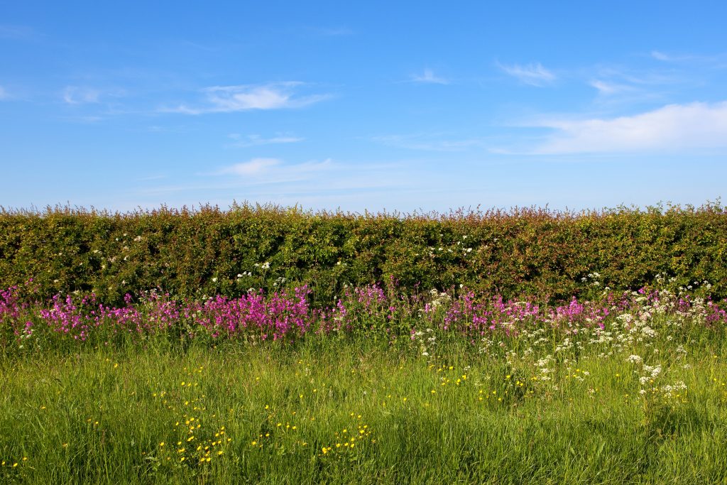 Welsh council plans hedgerow removal to aid landslide work | Ground ...