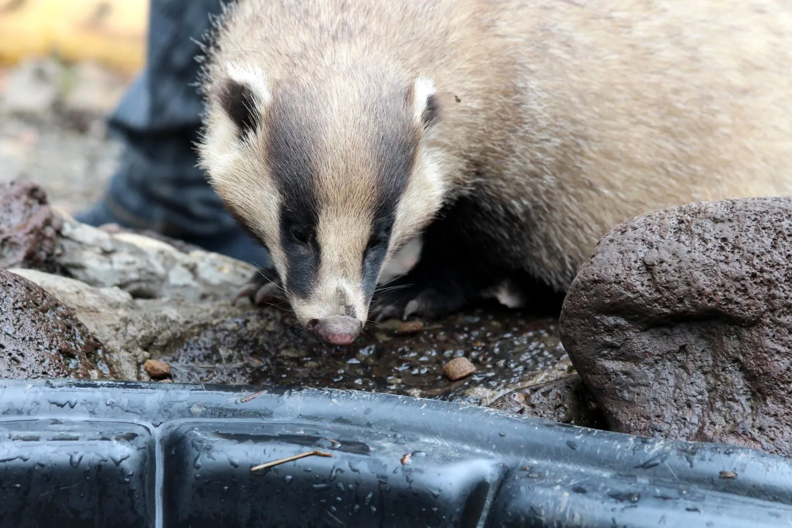 Badger sett relocated for school groundworks | Ground Engineering
