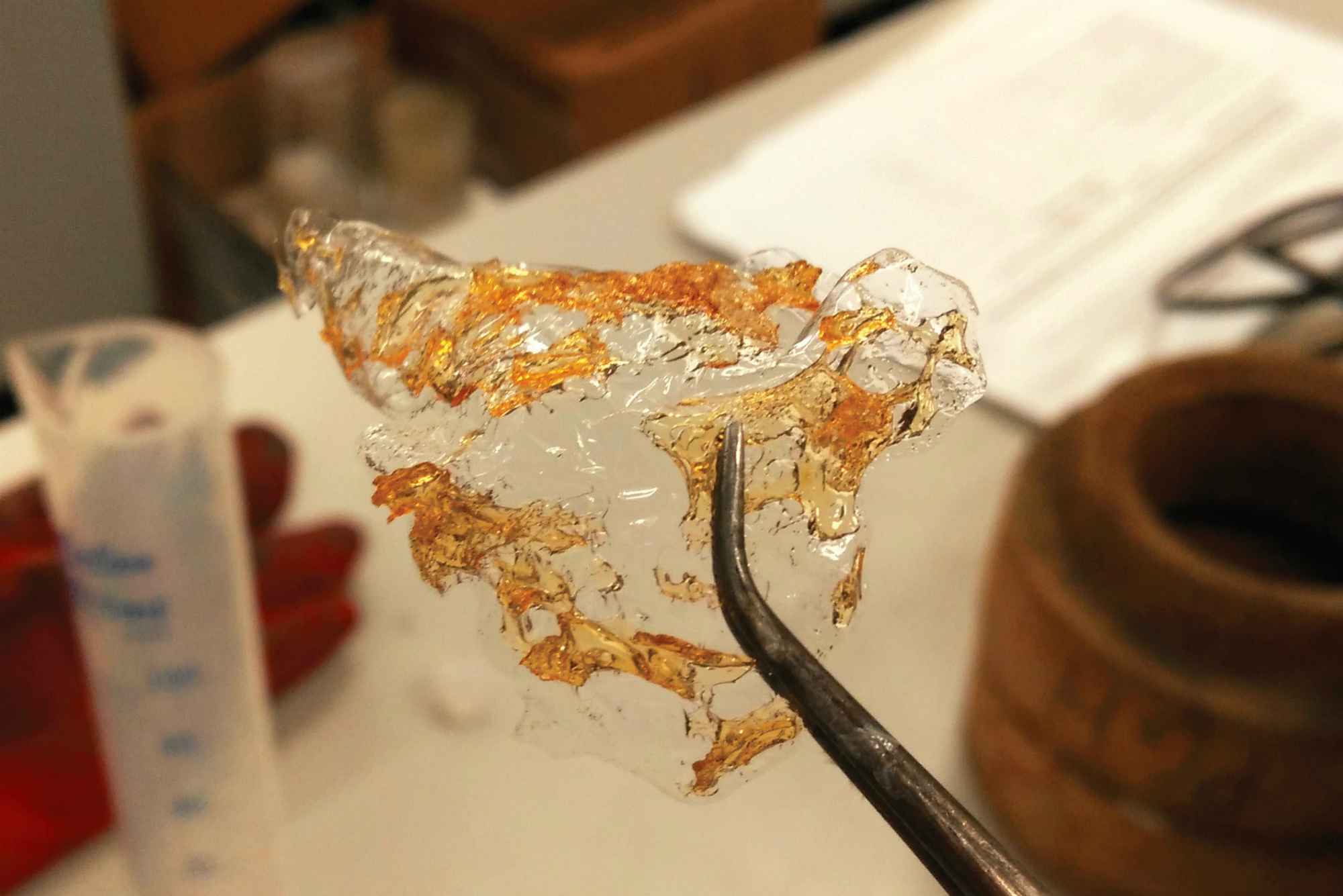 Plastic from prawns: science is beating the bag scourge | MRW