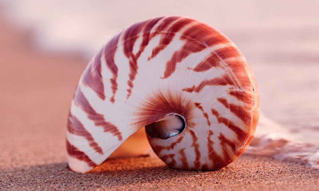 We use seashells by the sea shore – in our concrete | MRW