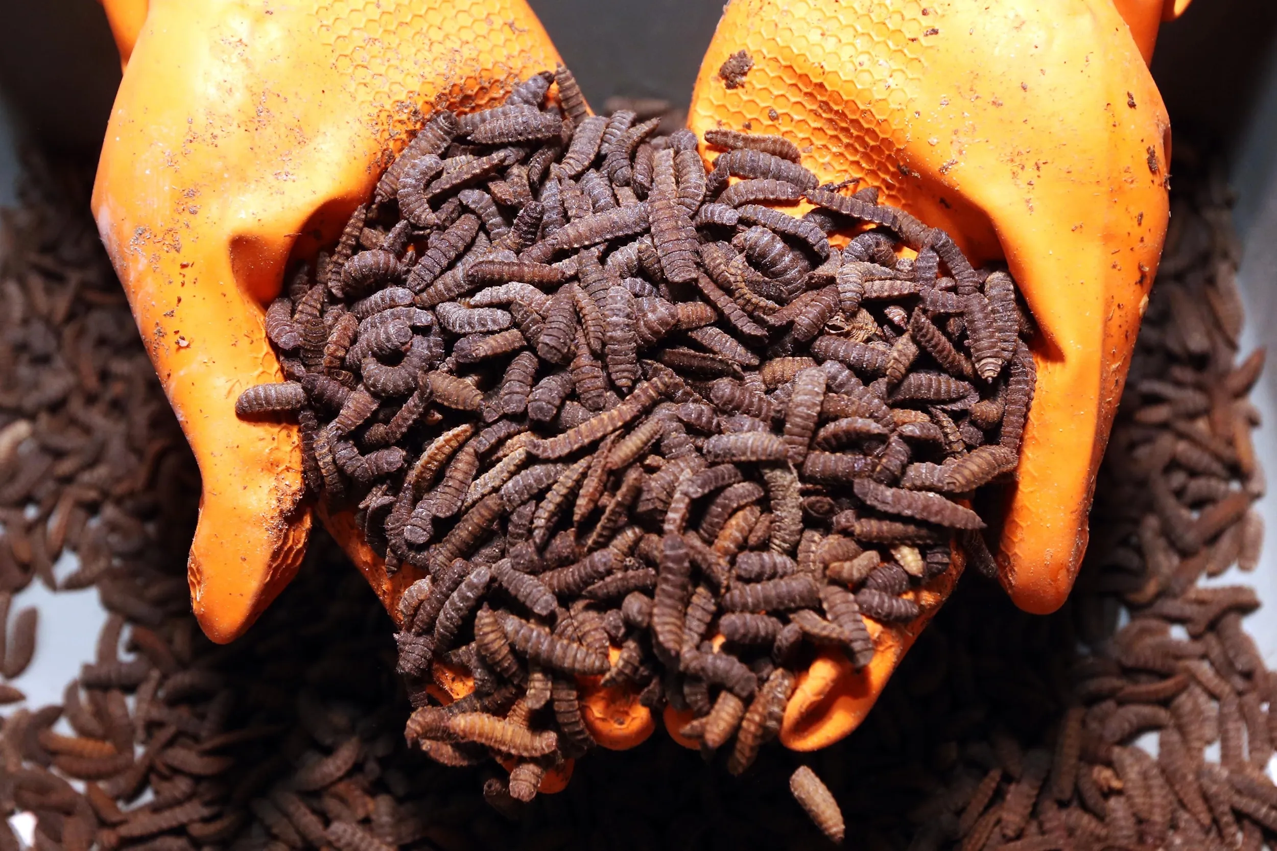 Innovate UK backs insect food waste bioconversion research project | MRW