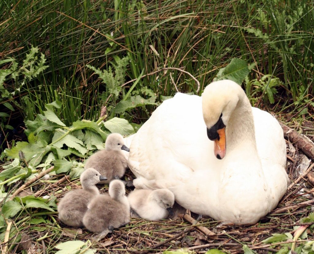 IMAGE: Baby swans hatch at construction accessories site | Construction ...