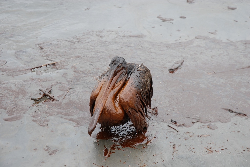 Berms to stop BP spill | New Civil Engineer