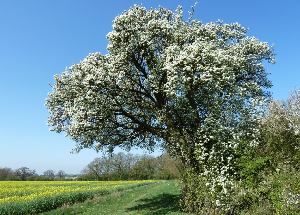 Award-winning tree becomes symbol for anti-HS2 campaign | New Civil ...