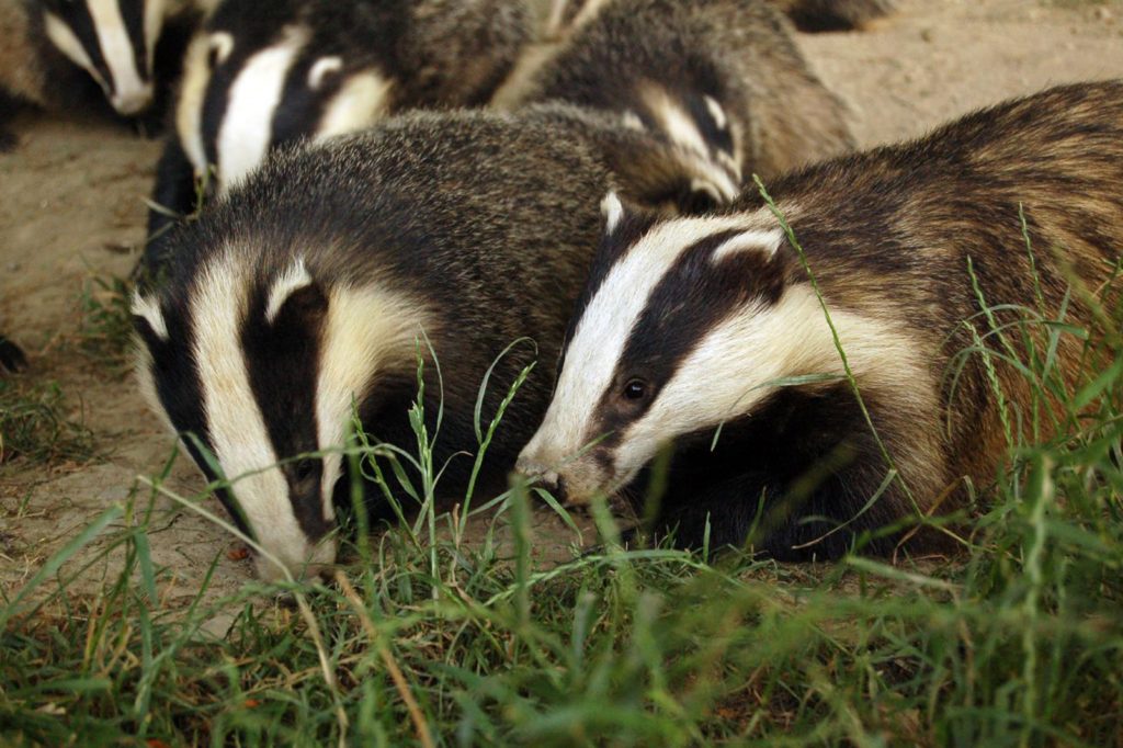 Network Rail preserves badger setts | New Civil Engineer