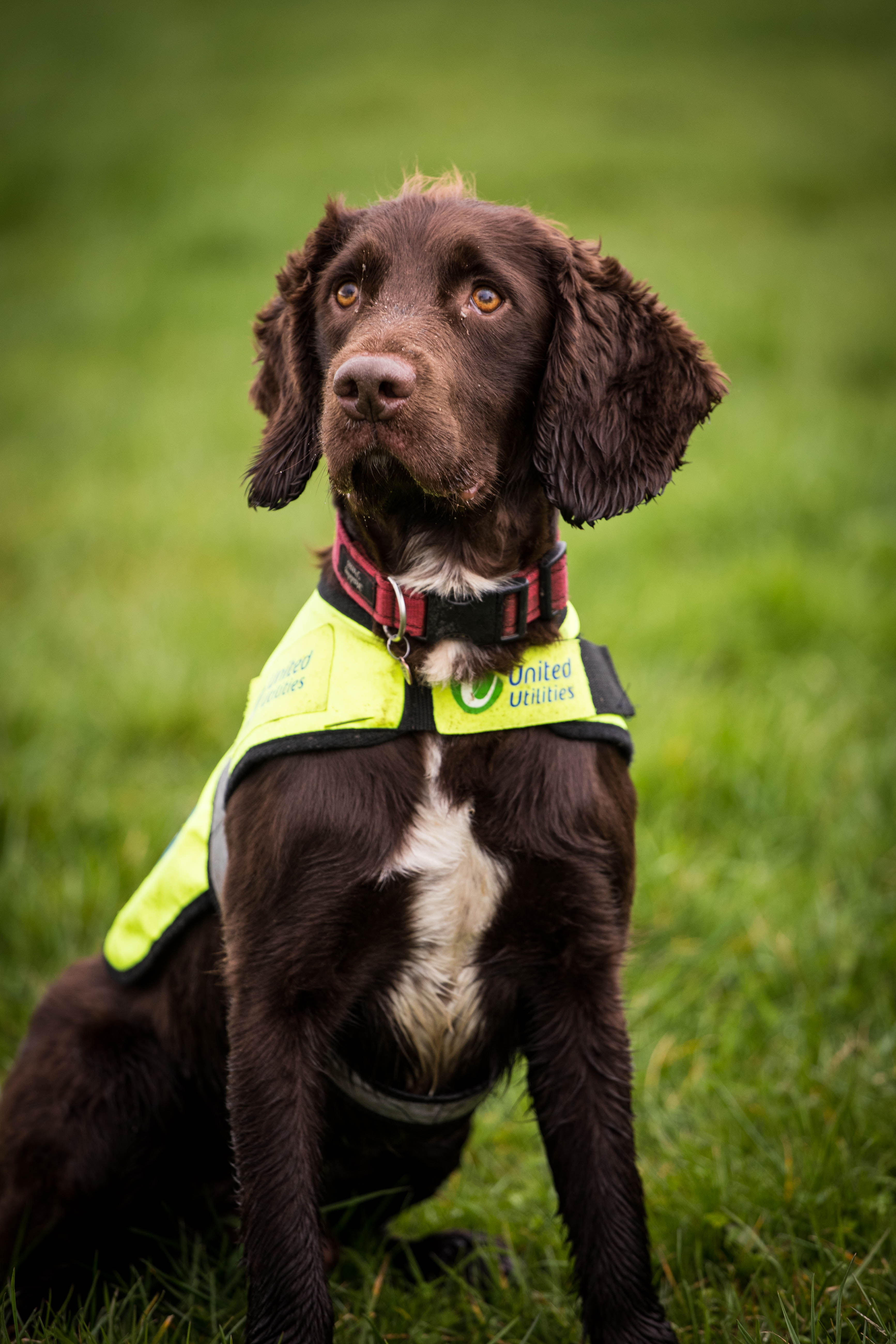Video | Meet the dogs sniffing out water leaks | New Civil Engineer