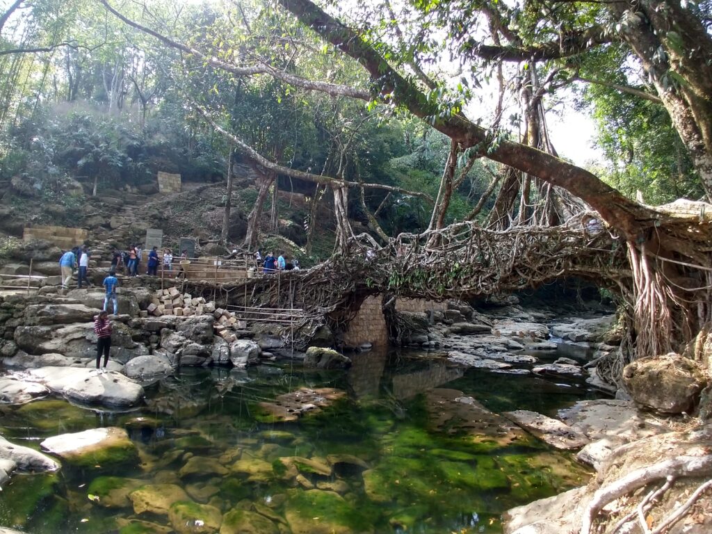 Natural bridges inspire living structures design | New Civil Engineer