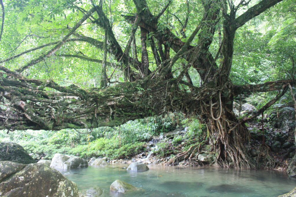Natural bridges inspire living structures design | New Civil Engineer