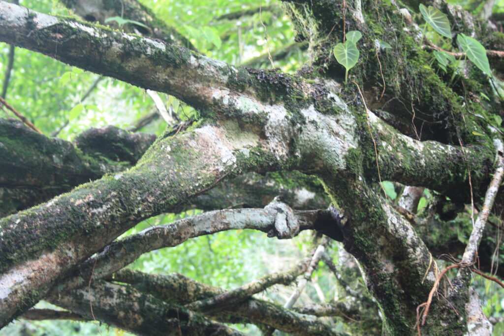 Natural bridges inspire living structures design | New Civil Engineer
