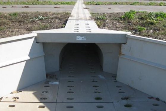 Habitat-linking tunnels key to frog protection, survey finds | New ...