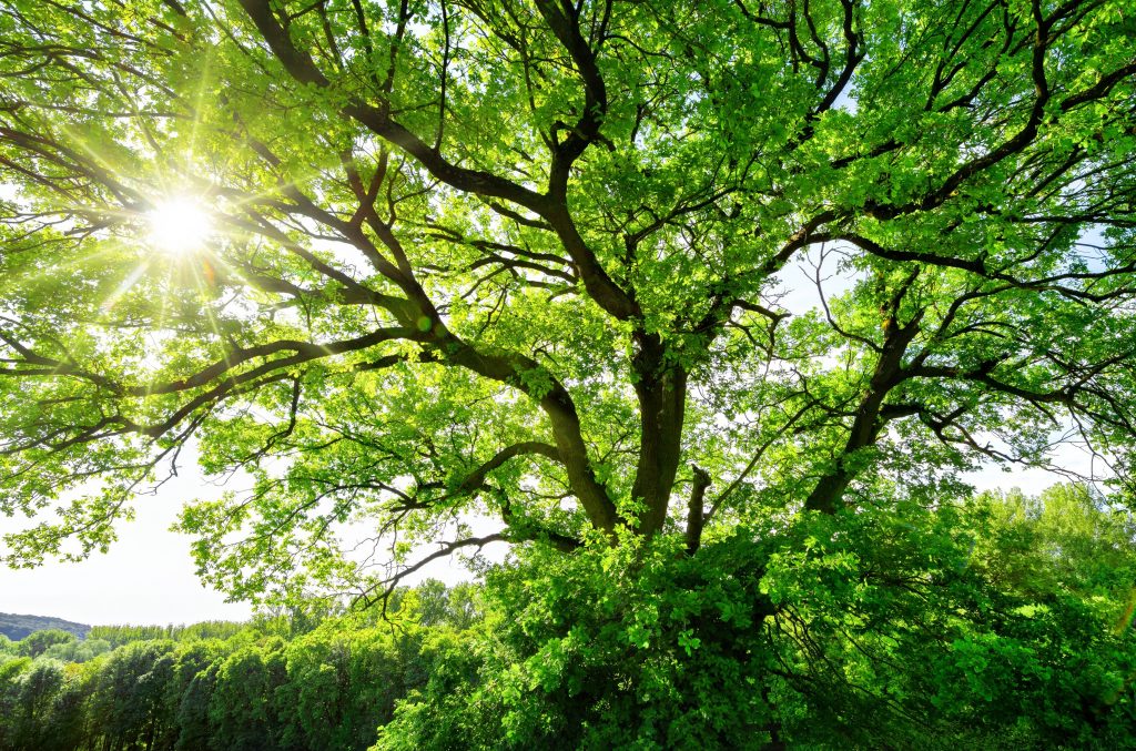 Infrastructure has the potential to enhance biodiversity | New Civil ...