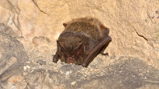 UK's largest Barbastelle bat colony at risk from proposed £251M Norwich ...
