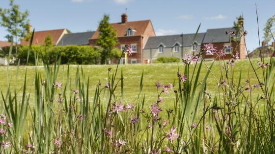 Navigating Biodiversity Net Gain: still a challenge heading into 2025 ...