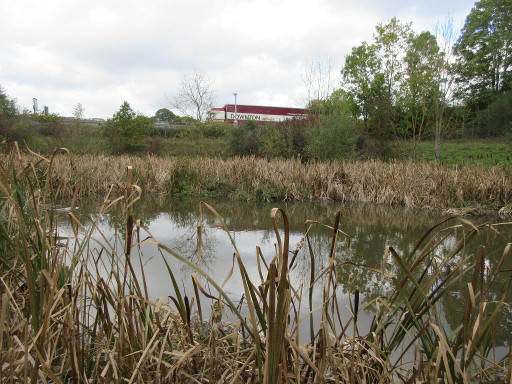 M25 runoff ponds inspection regimes revealed and Great Crested Newt ...